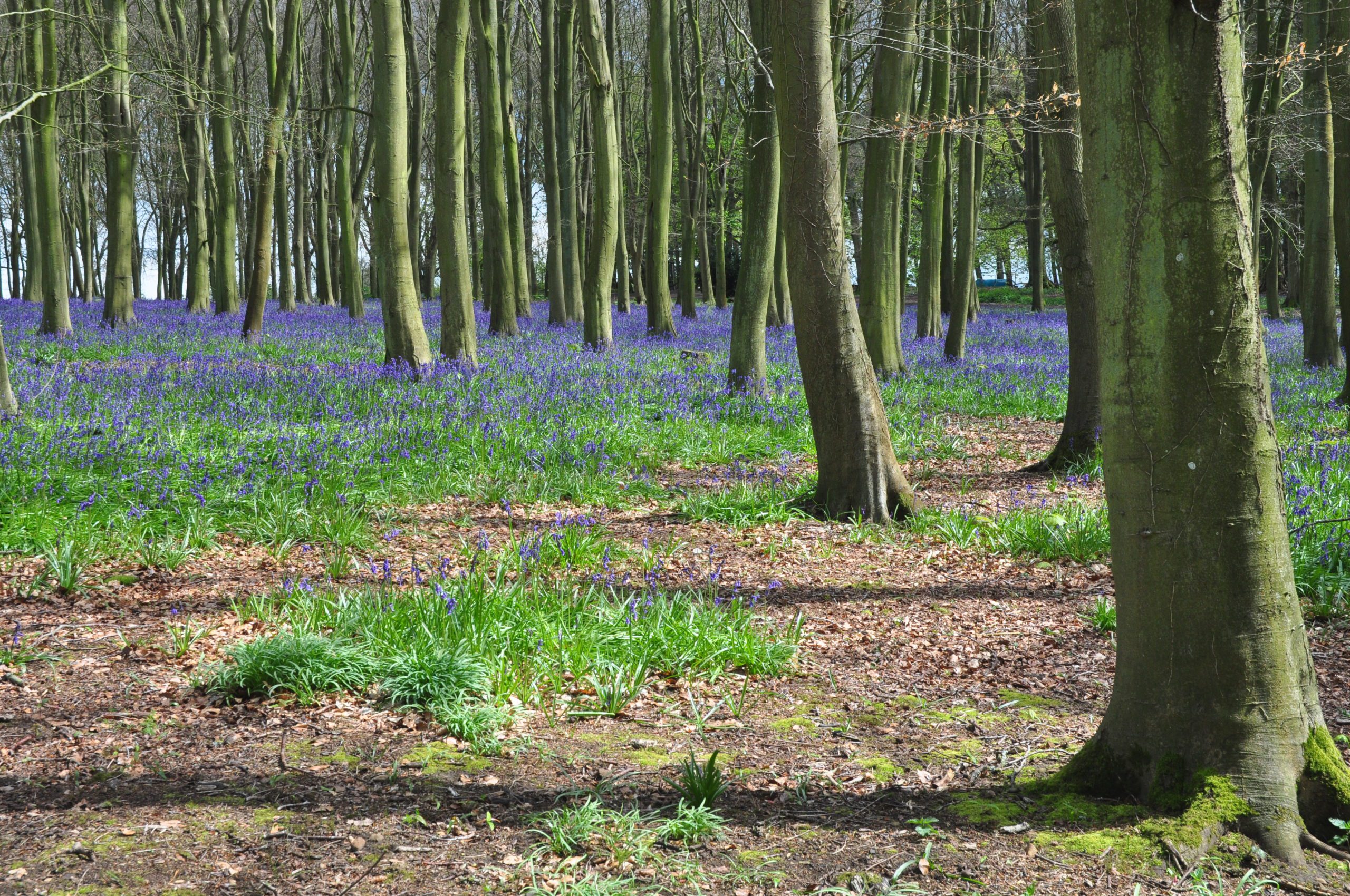 Springalls Wood - Swyncombe | CPRE Oxfordshire