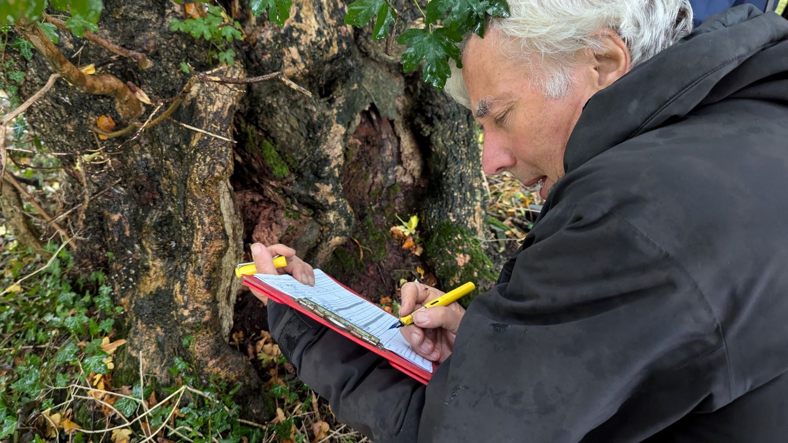 Citizen Science - Ancient and Veteran Trees | CPRE Oxfordshire